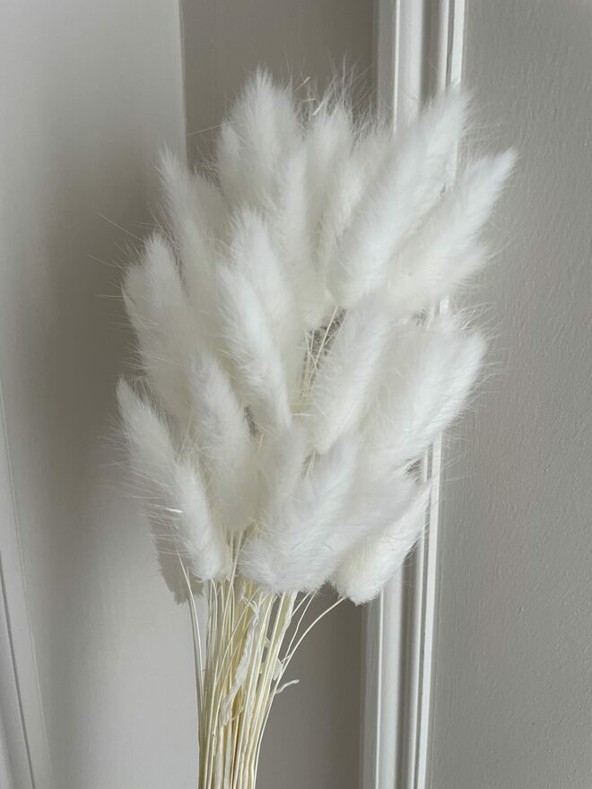 White Bunny Tails | A Pampas Life